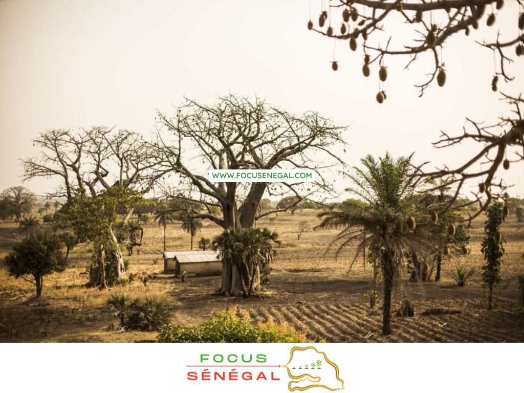 Comment préparer le jus de baobab : recette du bouye