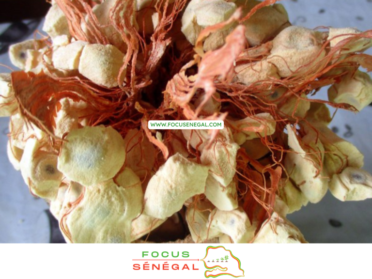 Comment préparer le jus de baobab : recette du bouye
